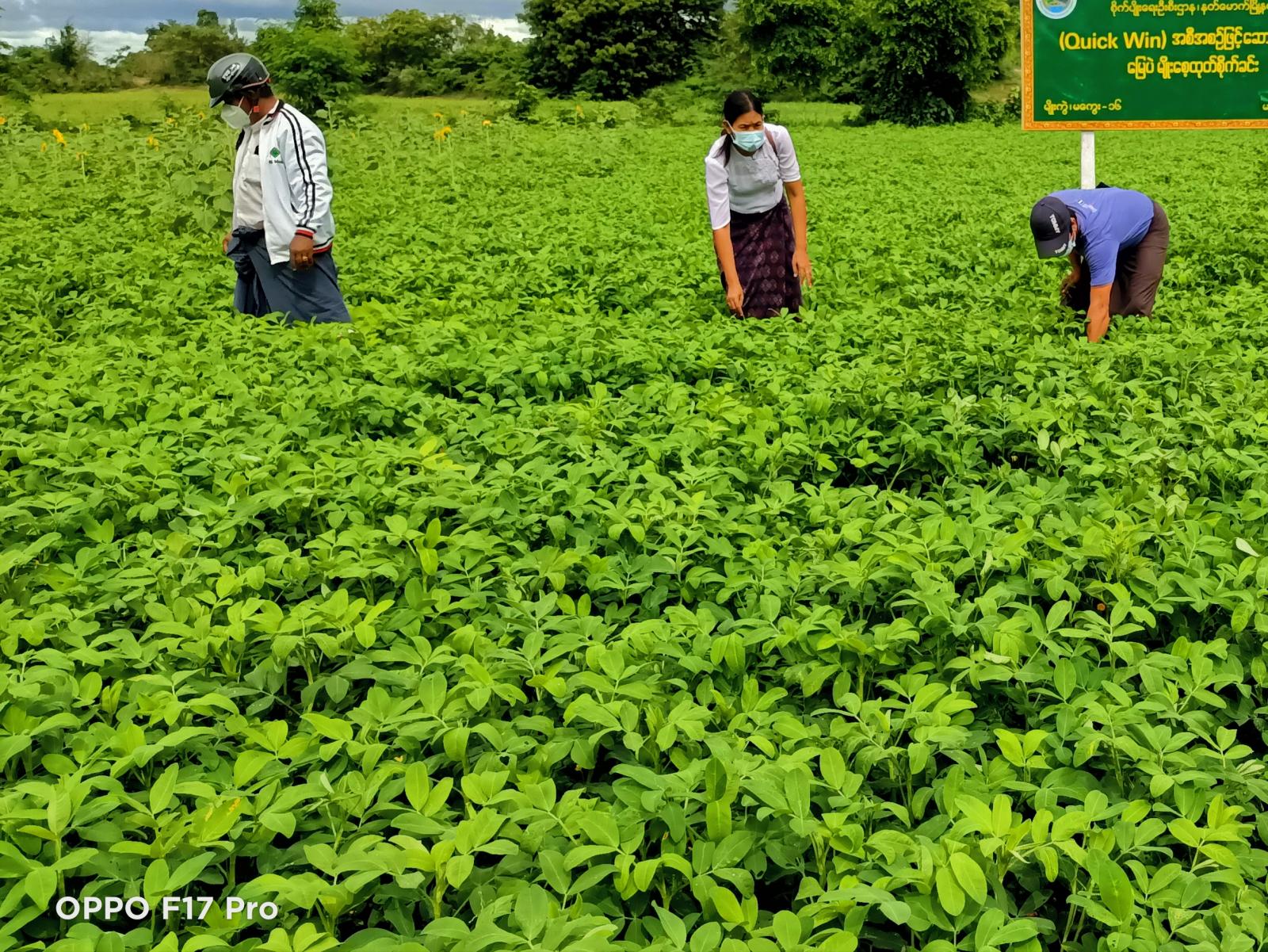 နတ်မောက်မြို့နယ် ညောင်ကျပ္ပင်ကျေးရွာတွင် မိုးမြေပဲမျိုးစေ့ထုတ်စိုက်ခင်း